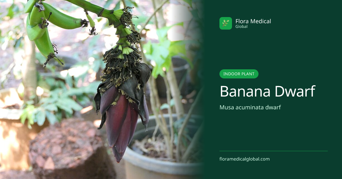 Banana Dwarf (Musa acuminata dwarf): Care Guide