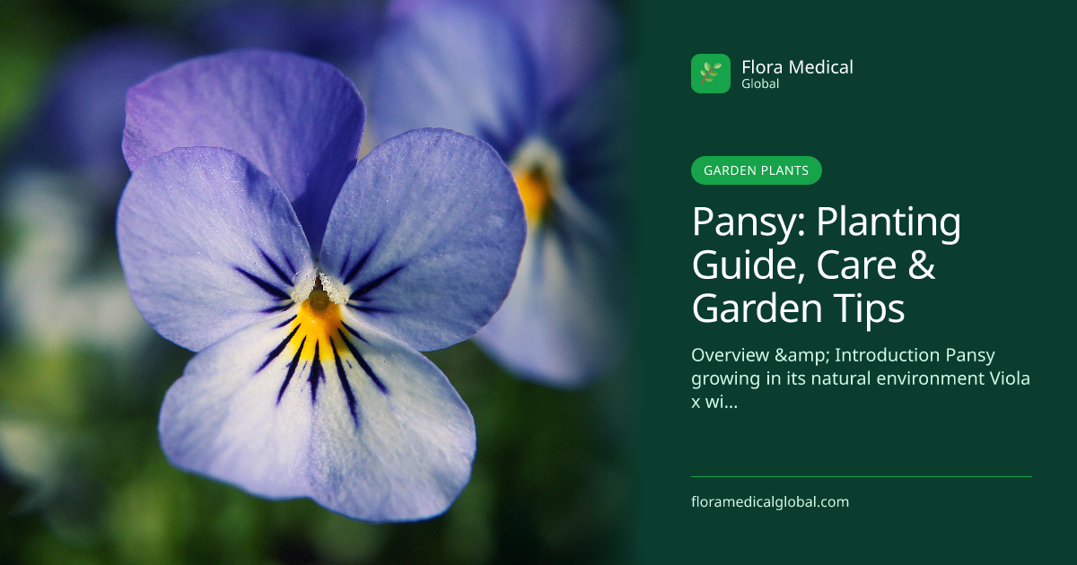 Pansy: Planting, Care & Growing Guide